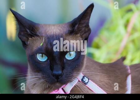 Tonkinese Cats with beautiful blue and turquoise eyes Stock Photo - Alamy