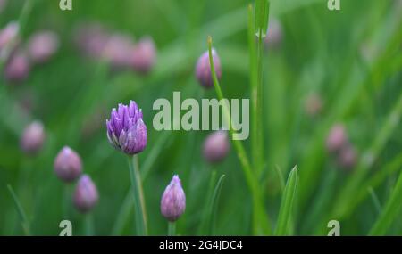 Closeup shot of buds of chives blooming Stock Photo - Alamy
