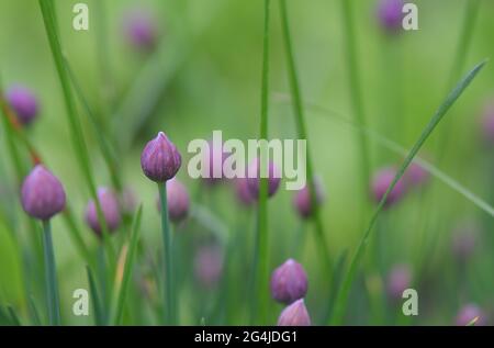Closeup shot of buds of chives blooming Stock Photo - Alamy
