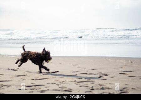 A happy puppy rushing into the ocean on the sand beach at dawn Stock ...