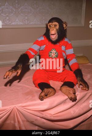 Bubbles The Chimp Circa 1980's Credit: Ralph Dominguez/MediaPunch Stock ...