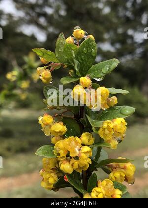 Selective focus of European barberry with water droplets against a ...