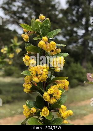 Selective focus of European barberry with water droplets against a ...