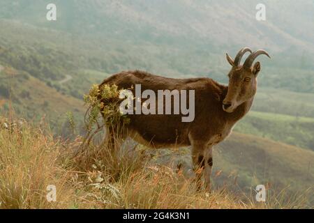Vigilant Nilgiri Tahr (Mountain Goat) at Aravikulam National Park ...