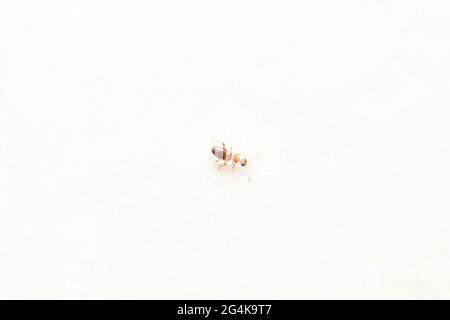 Antlike flower beetle, Anthicus cervinus, Satara, Maharashtra, India ...