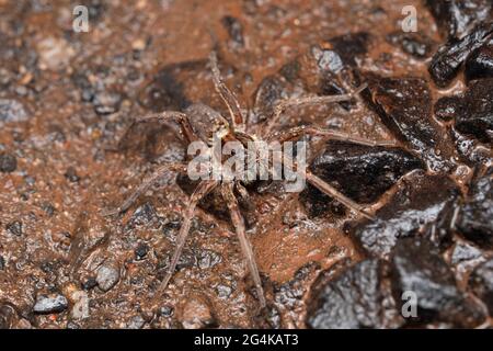 European Wolf Spider, False Tarantula or Radiated Wolf Spider (Hogna ...