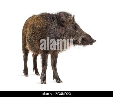 Wild boar isolated on white background standing in the winter snow in ...