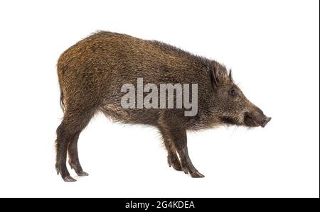 Side view, Profile, Wild boar, mouth open, isolated on white Stock ...