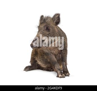 Sitting Wild boar, isolated on white, Weird position Stock Photo - Alamy