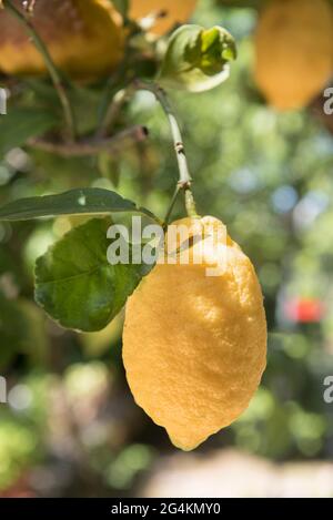 Sicilian lemon on tree, Sicily, Italy, Europe Stock Photo - Alamy