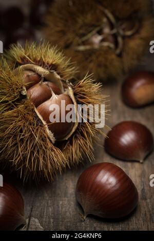 Chestnuts with hedgehog on wood from Sicily Stock Photo - Alamy