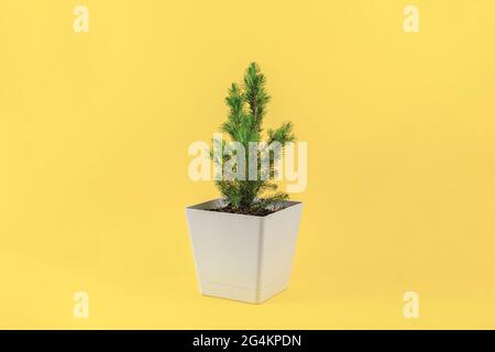 a home domestic pine tree plant in the pot isolated against the ...