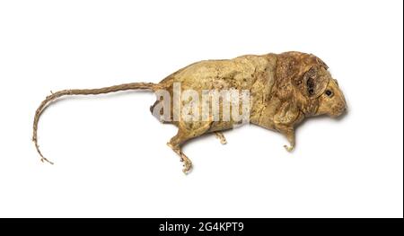 Dry rat In state of decomposition, isolated on white Stock Photo - Alamy