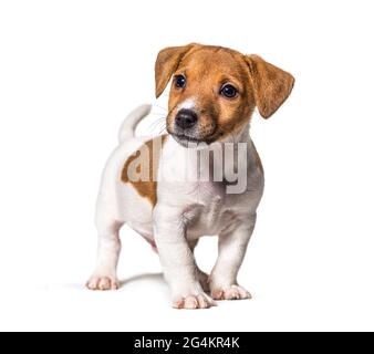White jack russel terrier puppy in stylish red santa hat on snowy field ...