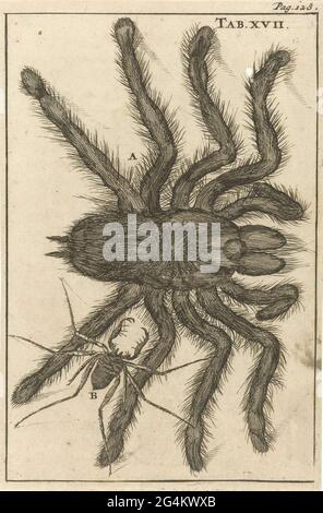 PRENT Middle and at the top right labeled: tab. II. PAG: 20 Stock Photo ...