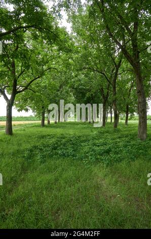 Bressana Mottarone (Pv) ,Itlay, a row of walnut trees in the floodplain ...