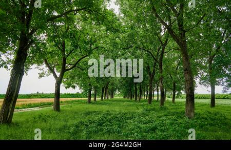 Bressana Mottarone (Pv) ,Itlay, a row of walnut trees in the floodplain ...