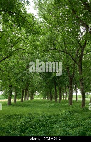 Bressana Mottarone (Pv) ,Itlay, a row of walnut trees in the floodplain ...