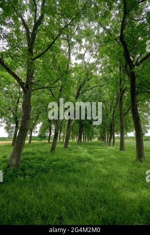Bressana Mottarone (Pv) ,Itlay, a row of walnut trees in the floodplain ...