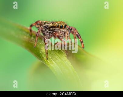 Jumping spider (Sitticus fasciger) on leaf extreme close up. Macro ...