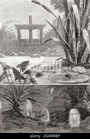 The diving bell spider or water spider (Argyroneta aquatica) is the ...