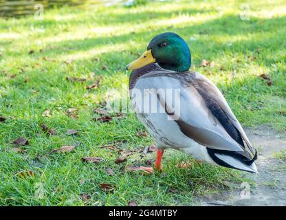Green head duck walk in outdoor field Stock Photo - Alamy