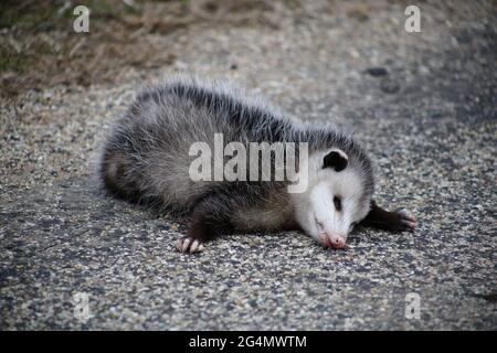 opossum marsupial possum possums mammal ohio Stock Photo - Alamy
