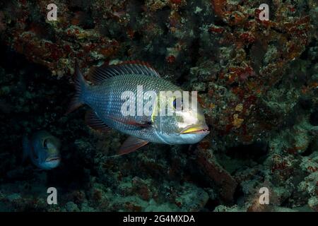 Humpnose big-eye bream (Monotaxis grandoculis) in the reef. Dive site ...