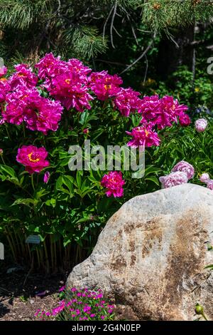 Vibrant Bouquet of Blooming Peonies Stock Photo - Alamy