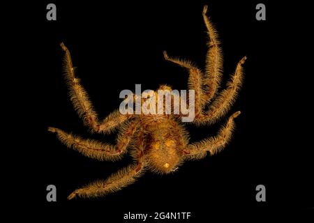 A David Bowie Spider (Heteropoda davidbowie) having a meal on a leaf in ...