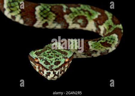 Broad Banded Pit Viper (Tropidolaemus laticinctus) in a tree, Tangkoko ...