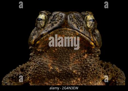 Asian giant toad Phrynoidis asper isolated on white background Stock ...