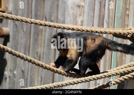 Closeup of a hairy monkey crawling on the tree trunk Stock Photo - Alamy