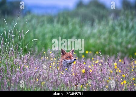 Snarling Red Fox Stock Photo - Alamy