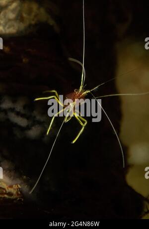 Full body small marine shrimp with bright white claws and tail swimming ...