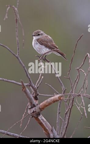 Jacky-winter (Microeca fascinans) adult, perched in dead bush ...