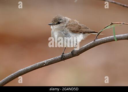 Jacky-winter (Microeca fascinans) adult feeding juvenile, on fallen ...