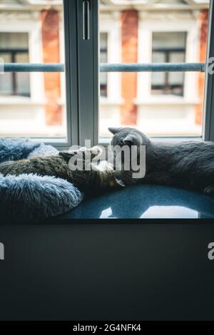 A vertical shot of two fluffy cats playing with each other on the ...
