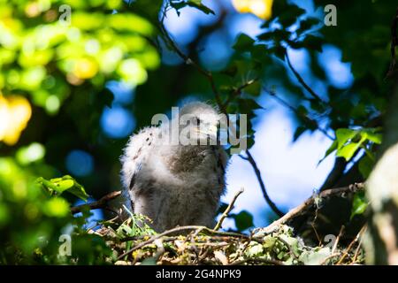 Young Common Buzzard chick in the nest Stock Photo - Alamy