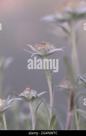 Leontopodium alpinum. Stella Alpina. Edelweiss. Alpine flower in the ...