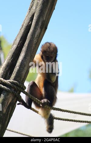 Closeup of a hairy monkey crawling on the tree trunk Stock Photo - Alamy