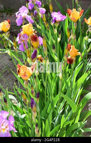 Blooming irises in the rays of the harsh sun. Yellow and purple. Summer ...