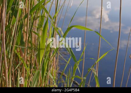 A closeup shot of reeds growing in the water Stock Photo - Alamy