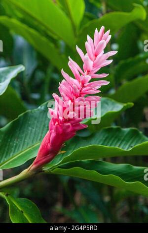 GINGER FLOWERS grow at FERN GROTTO in the WAILUA VALLEY - KAUAI, HAWAII ...