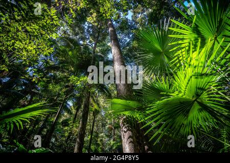 Trees in tropical rainforest, Eungella National Park, Mackay ...