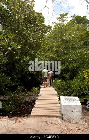 Mangrove forest in Jozani Chwaka bay National Park, Zanzibar, Tanzania ...