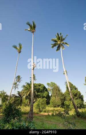 Skinny thin palm trees with blue sky background Stock Photo - Alamy