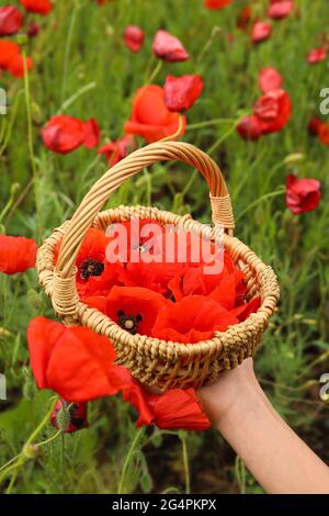 Woman holding basket with beautiful poppy flowers in field Stock Photo ...