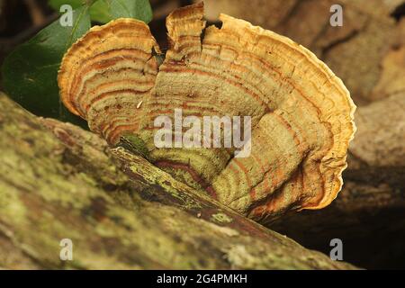 Turkey tail bracket fungus (Stereum versicolor Stock Photo - Alamy