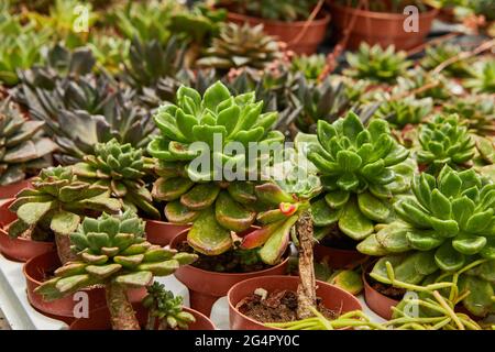 Large selection of green and purple succulents growing in pots Stock ...